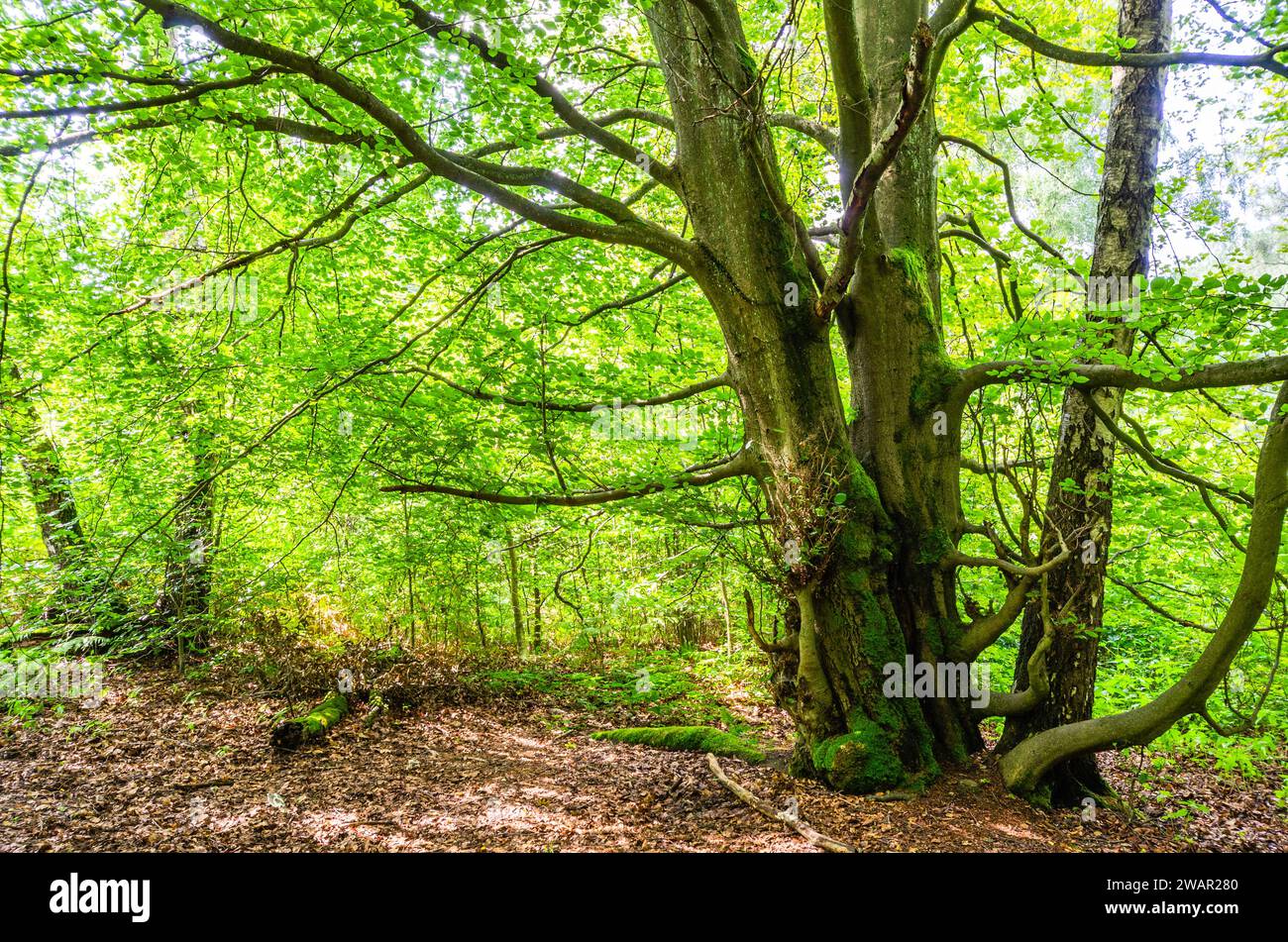 Twin beech hi-res stock photography and images - Alamy