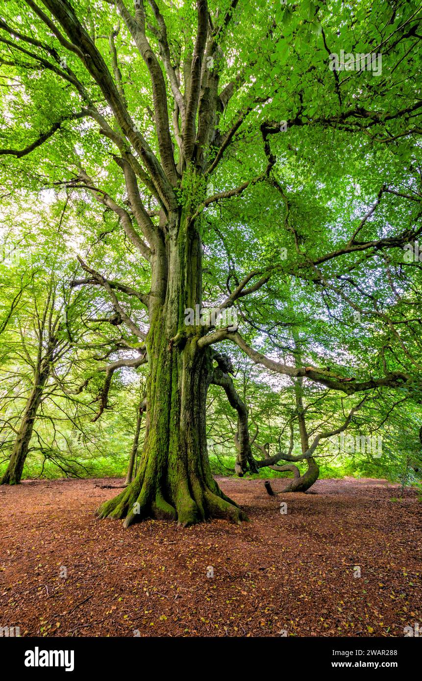 Mighty beech tree in the Sababurg primeval forest nature reserve, Germany Stock Photo - Alamy