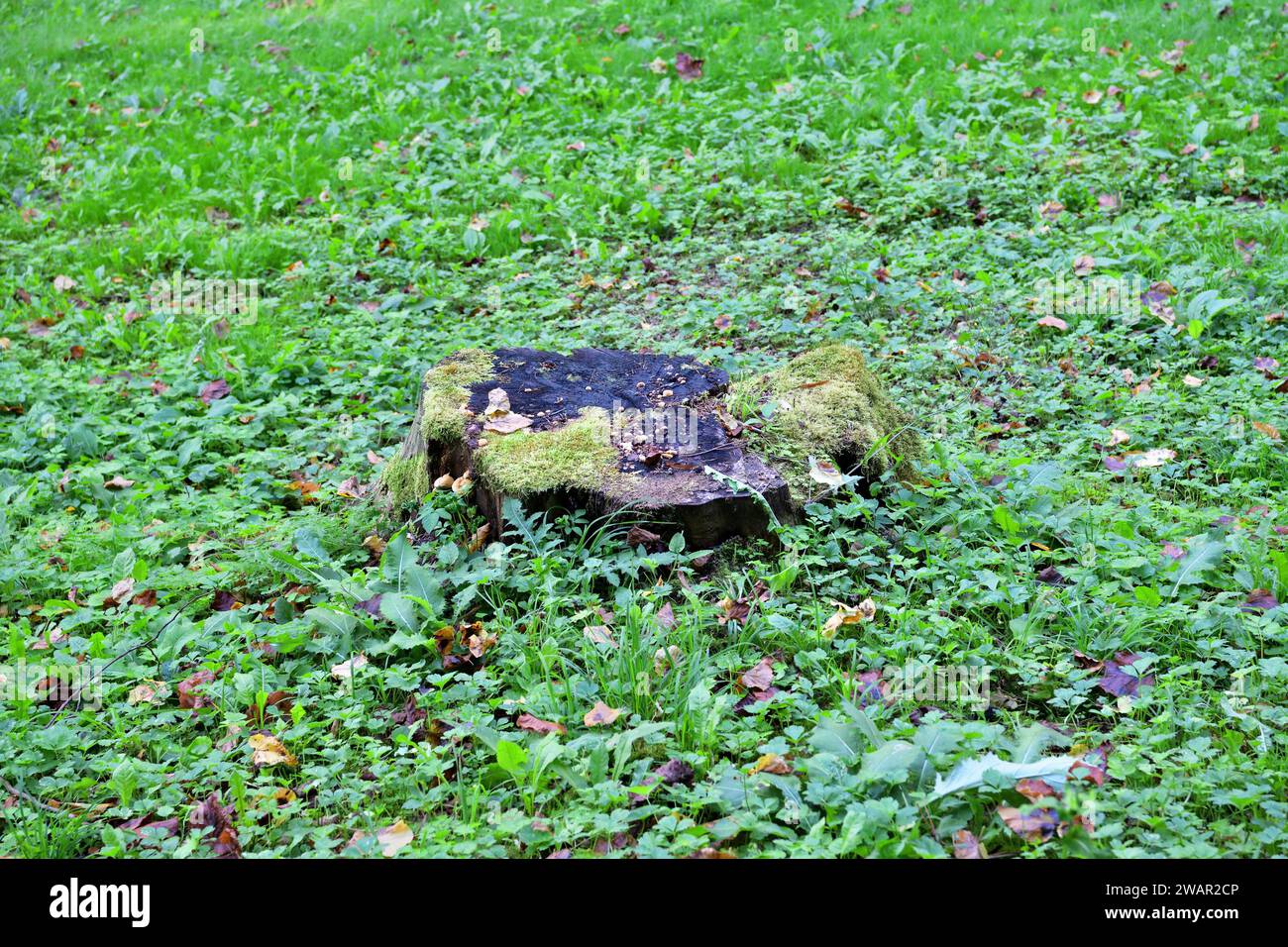 Old rotten tree stumps from trees that were cut down on a green meadow ...