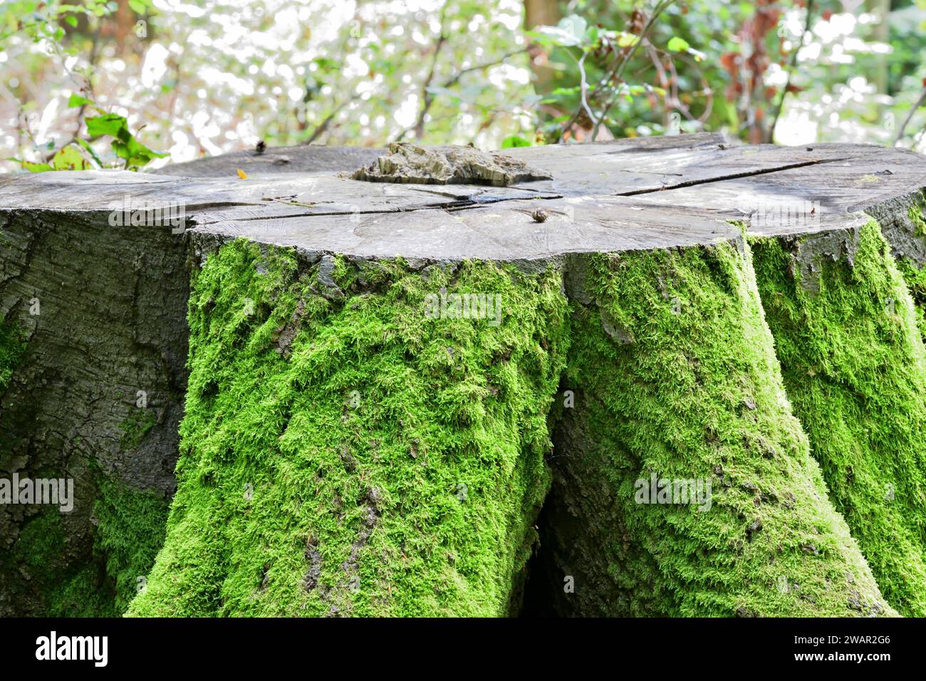 Overgrown and rotting tree stumps in a forest park on a mowed meadow ...