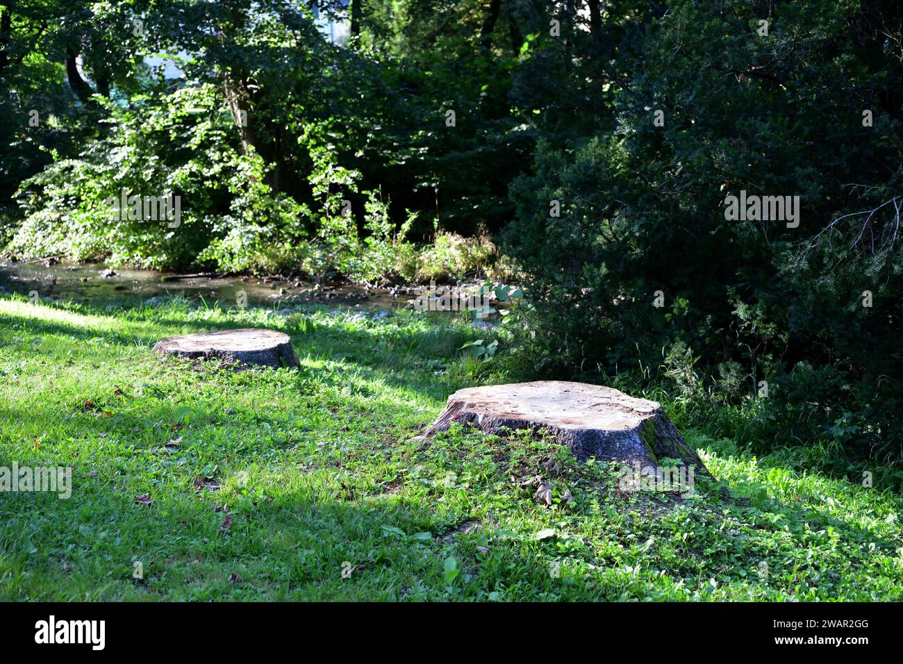 View old stumps after hi-res stock photography and images - Alamy