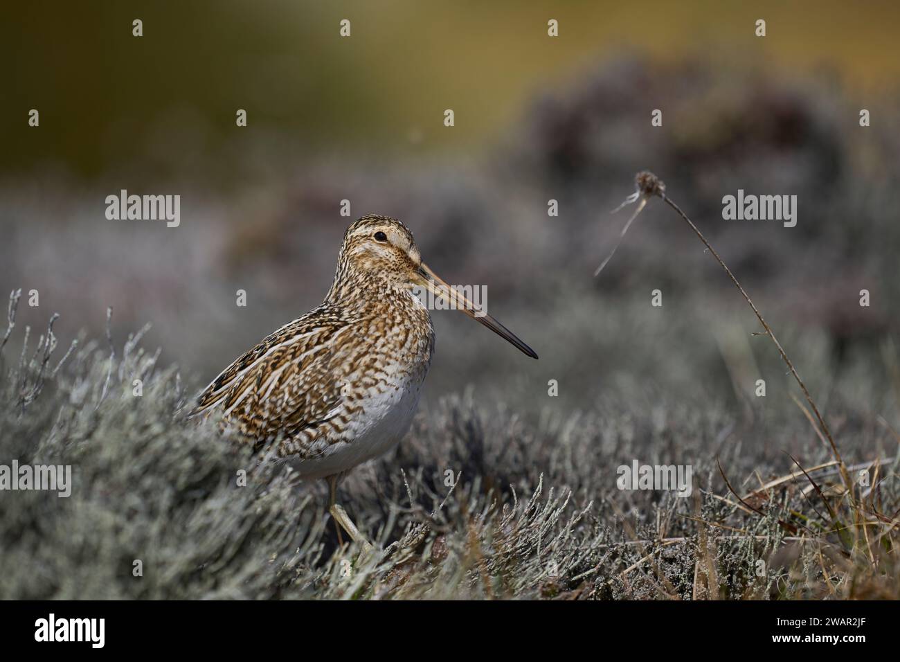 Magellanic Snipe (Gallinago paraguaiae magellanica) on a grassy meadow ...
