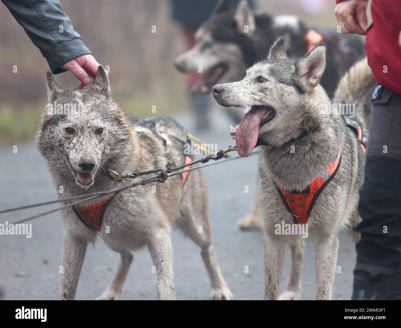 Hasselfelde, Germany. 06th Jan, 2024. A sled dog team with Siberian ...