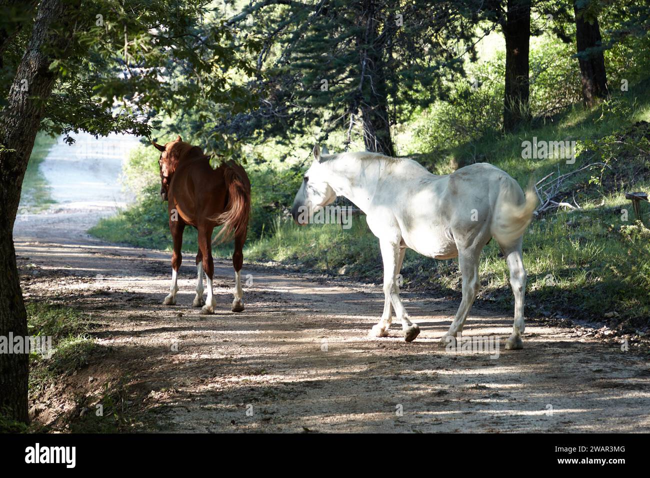 free horses in the woods Stock Photo - Alamy