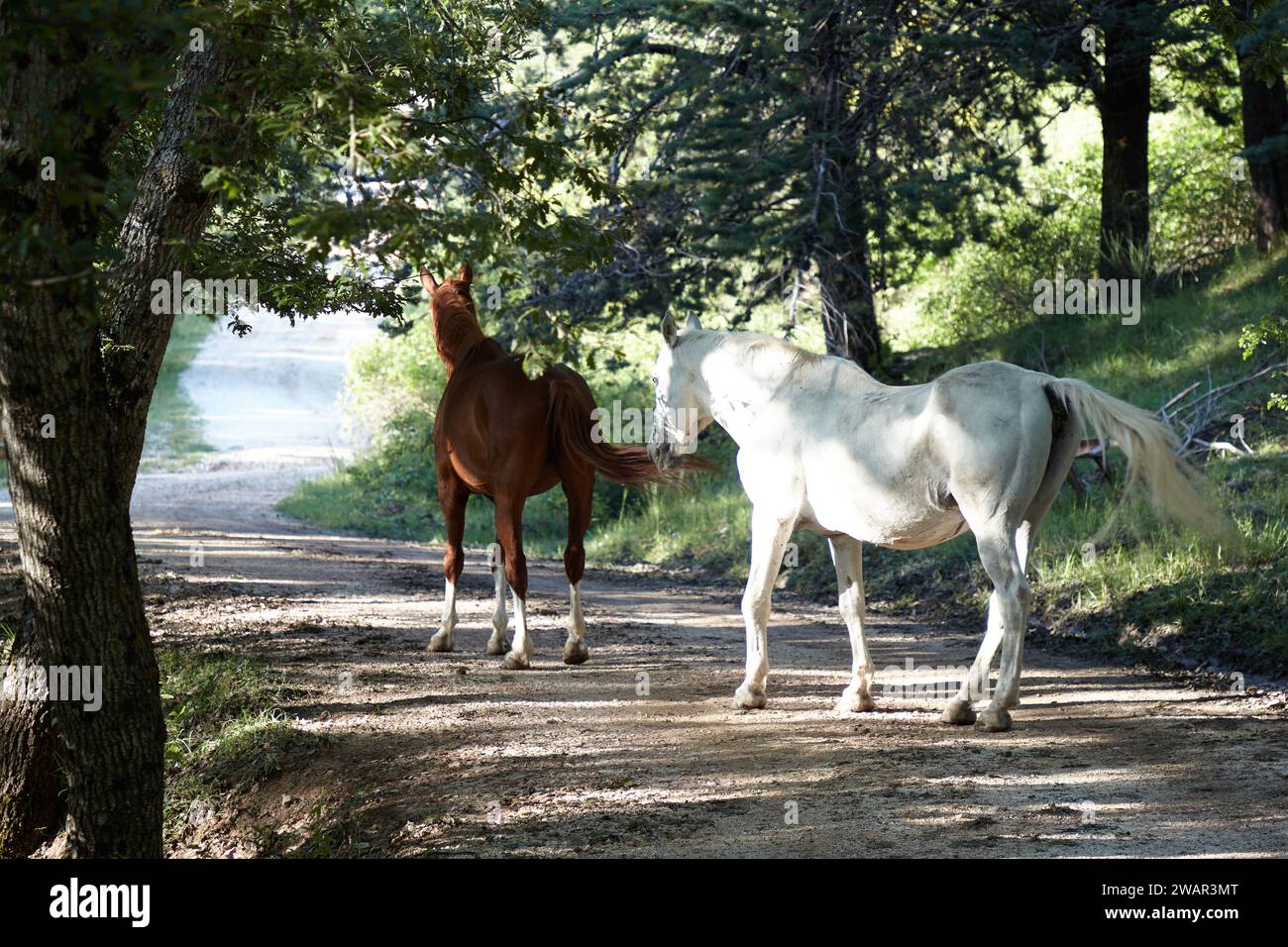 free horses in the woods Stock Photo - Alamy
