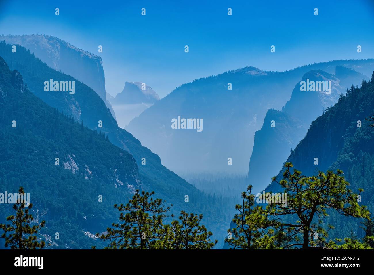 Yosemite National Park is home to three groves of impressive ancient ...