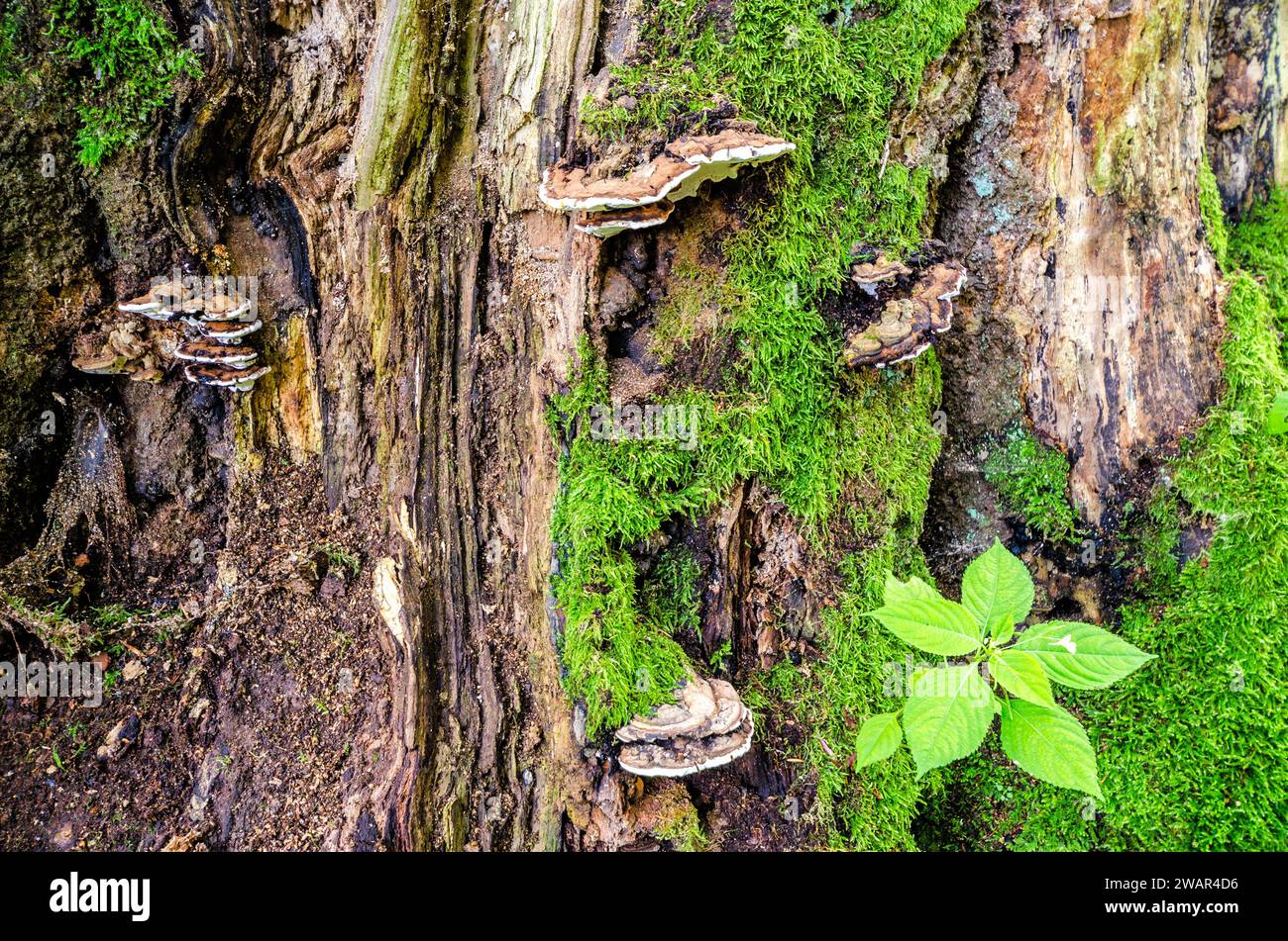 Tinder fungus - Fomes fomentarius - on a mossy tree trunk in the ...