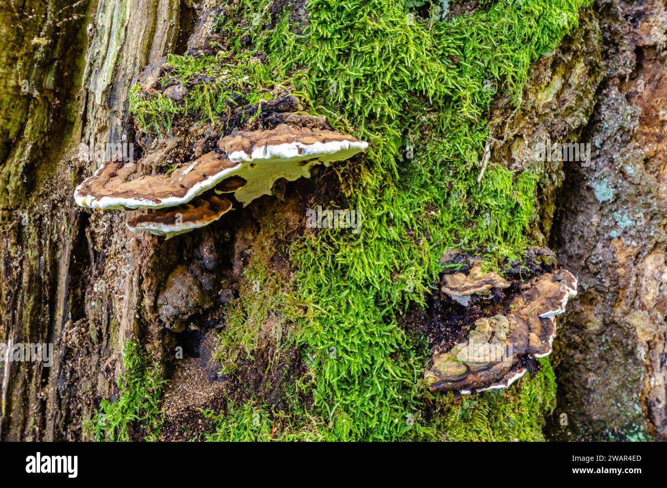Fungus on oak tree trunk hi-res stock photography and images - Alamy