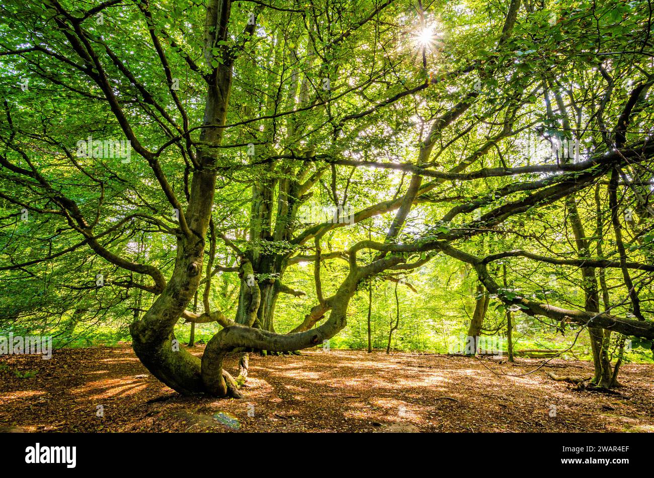 Ancient forest sababurg in germany hi-res stock photography and images ...