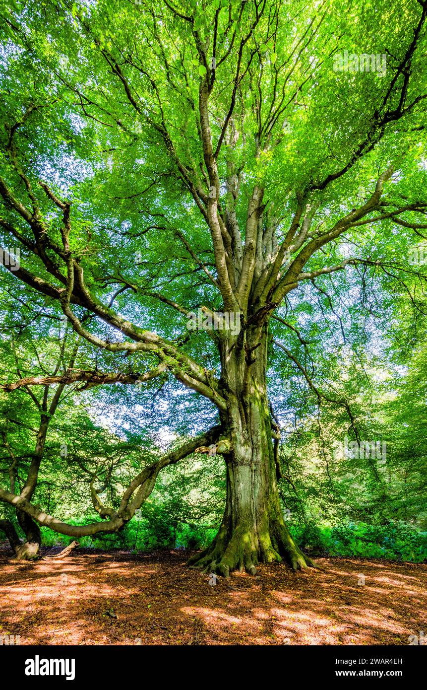 Ancient mighty tree in the Sababurg primeval forest nature reserve Stock Photo - Alamy