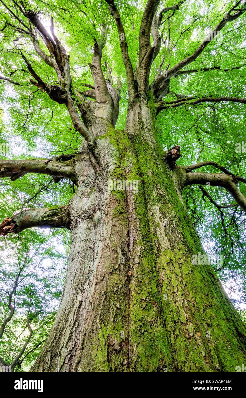 Ancient mighty beech tree in the Sababurg primeval forest nature reserve Stock Photo - Alamy