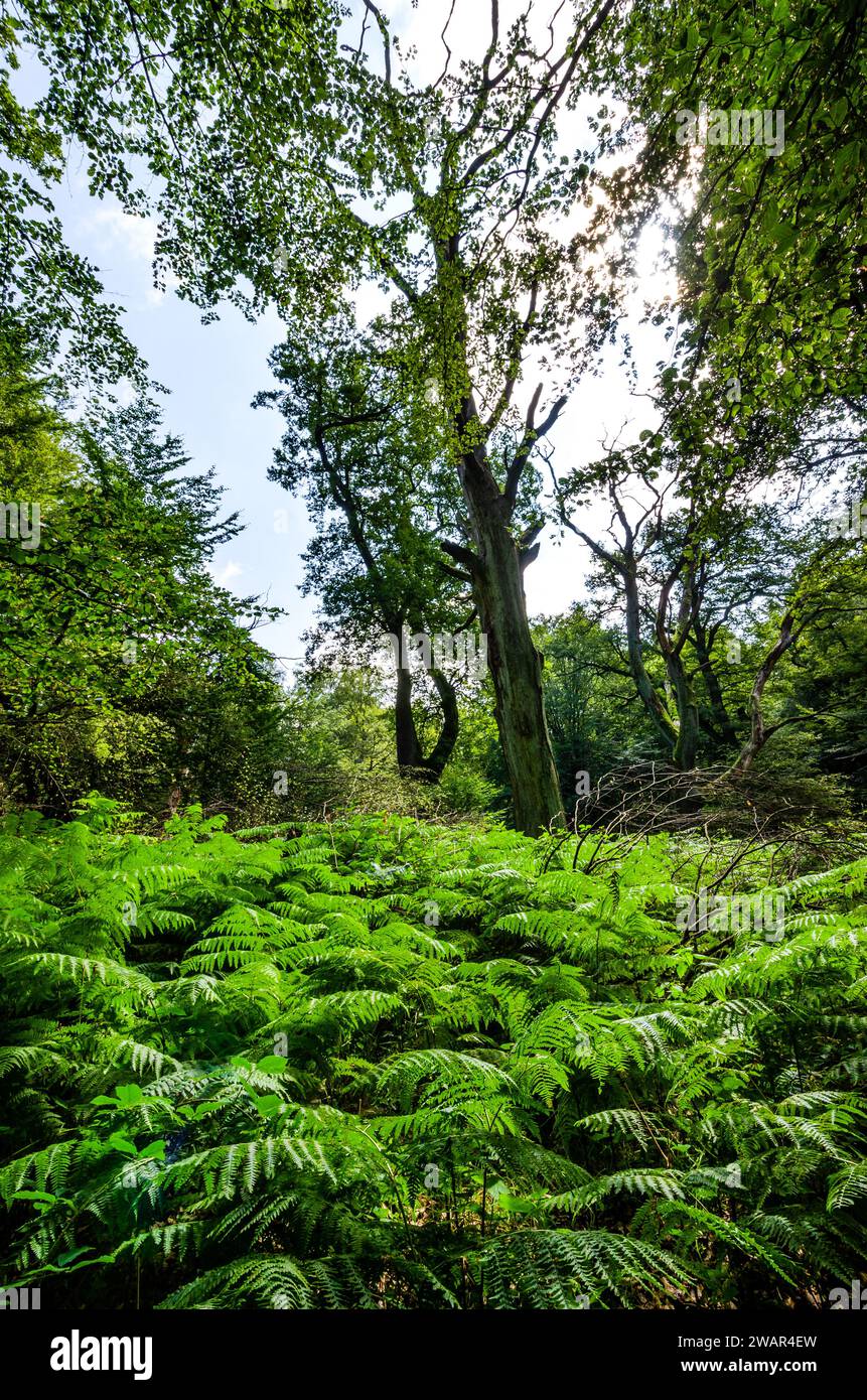 Forest floor with fresh ferns and undergrowth Stock Photo - Alamy