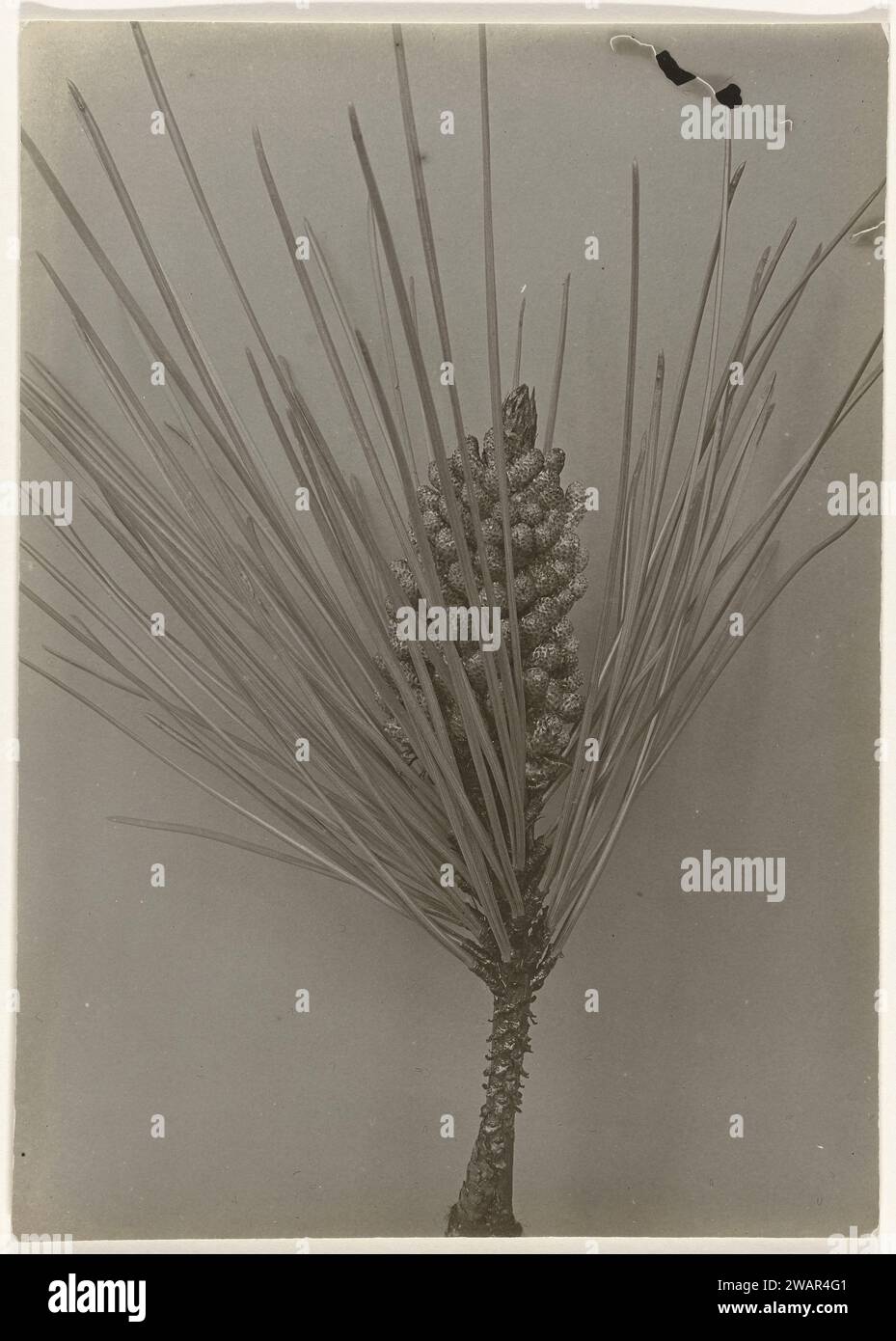 Detail of a Pinus Maritima against even background, Richard Tepe, c ...
