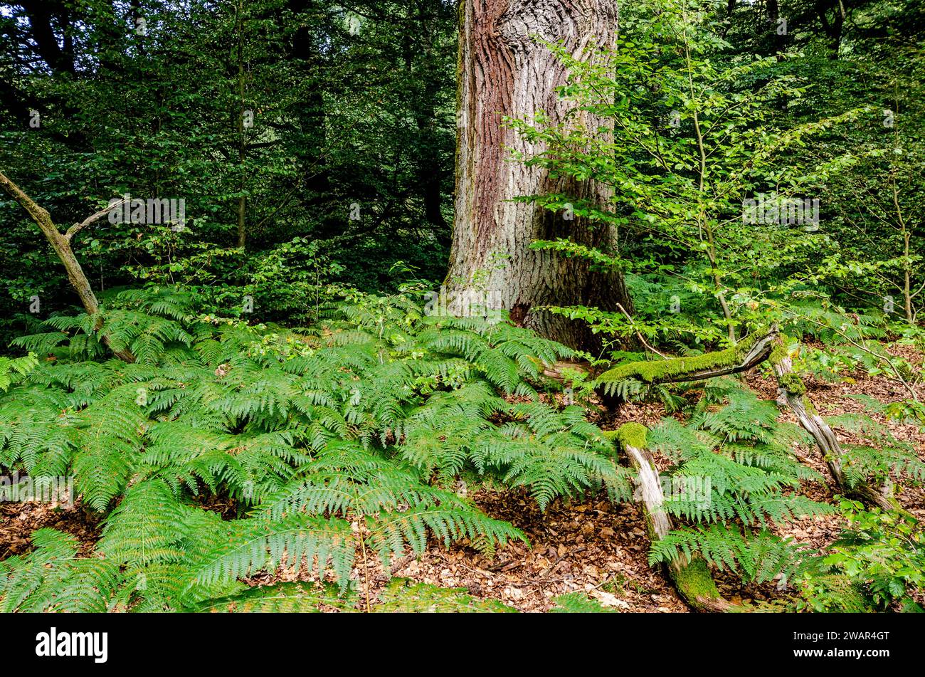 Forest floor with fresh ferns and undergrowth Stock Photo - Alamy