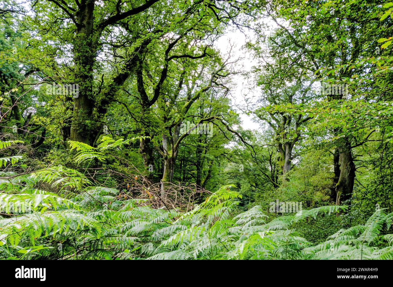 Giant wood ferns hi-res stock photography and images - Alamy