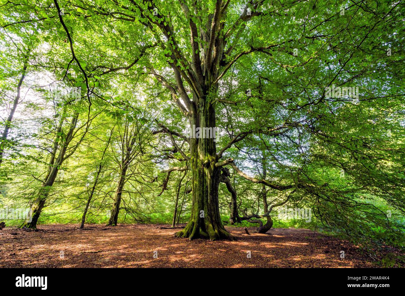 Ancient beech tree in the Sababurg primeval forest Stock Photo - Alamy