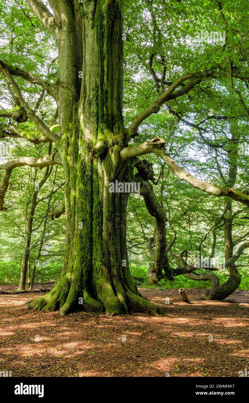 Ancient giant tree in the Saba jungle, Hesse, Germany Stock Photo - Alamy