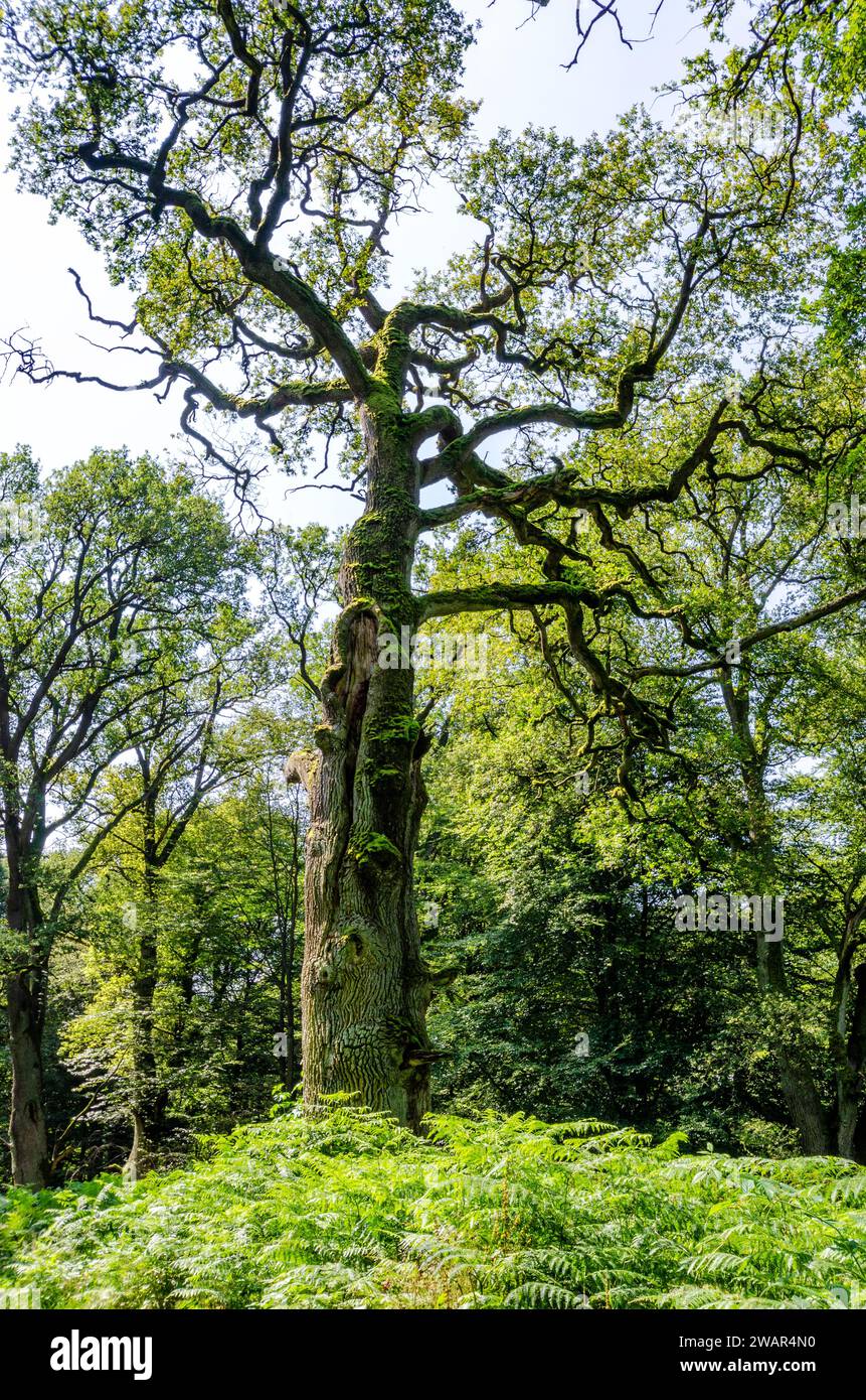 Old gnarled oak tree Stock Photo - Alamy
