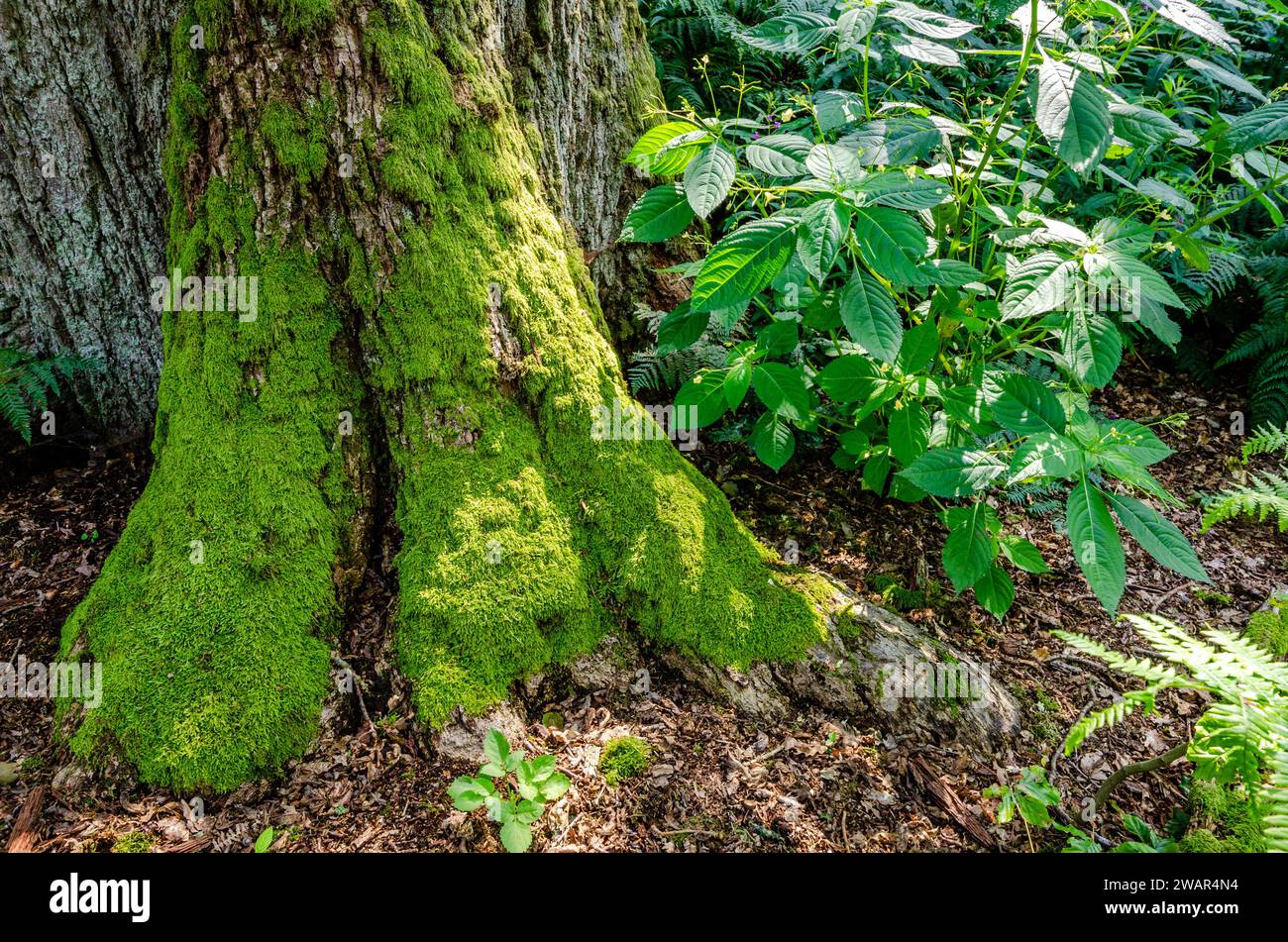 Mossy roots hi-res stock photography and images - Alamy