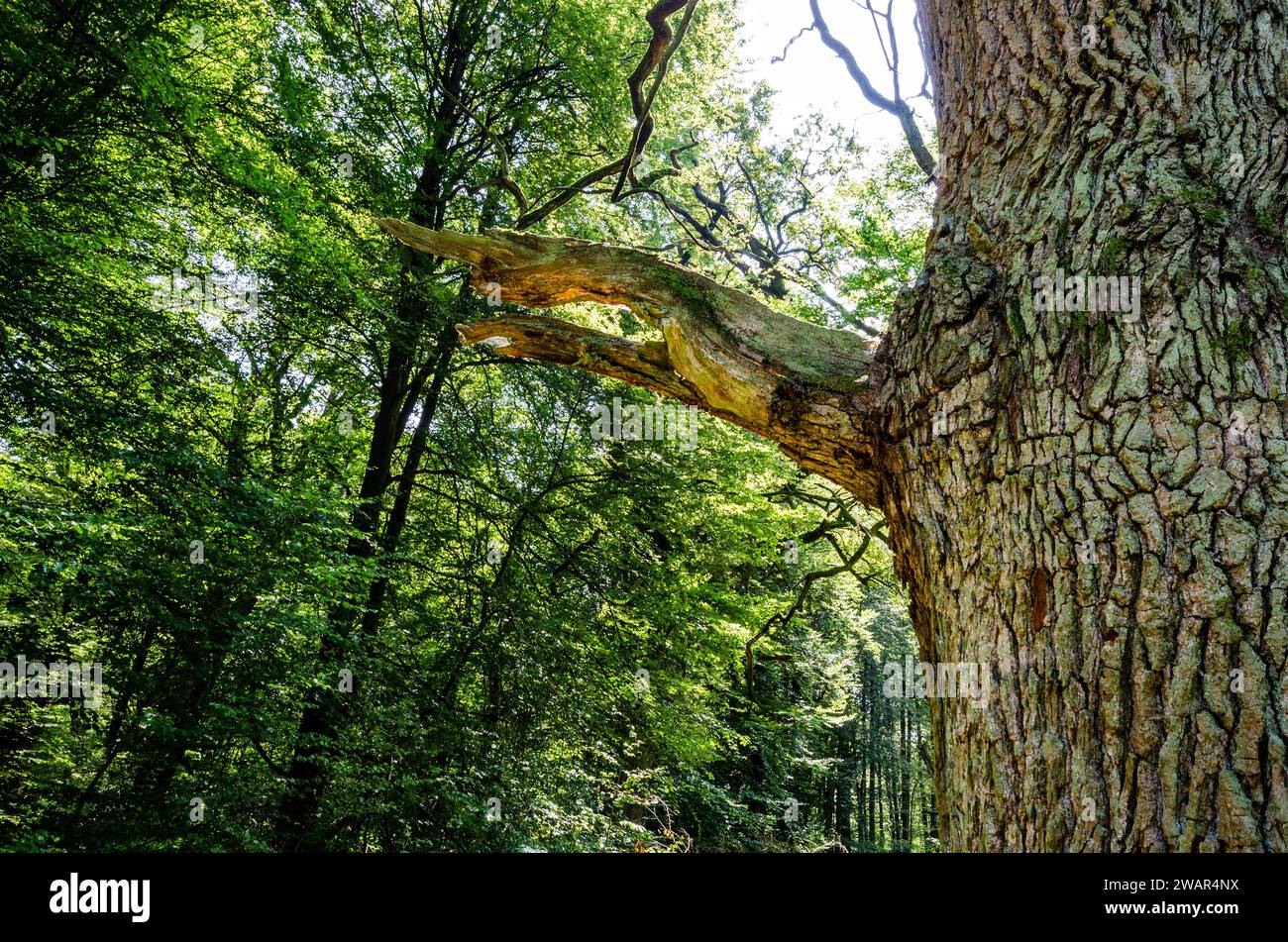 Old broken branch on the tree trunk Stock Photo - Alamy