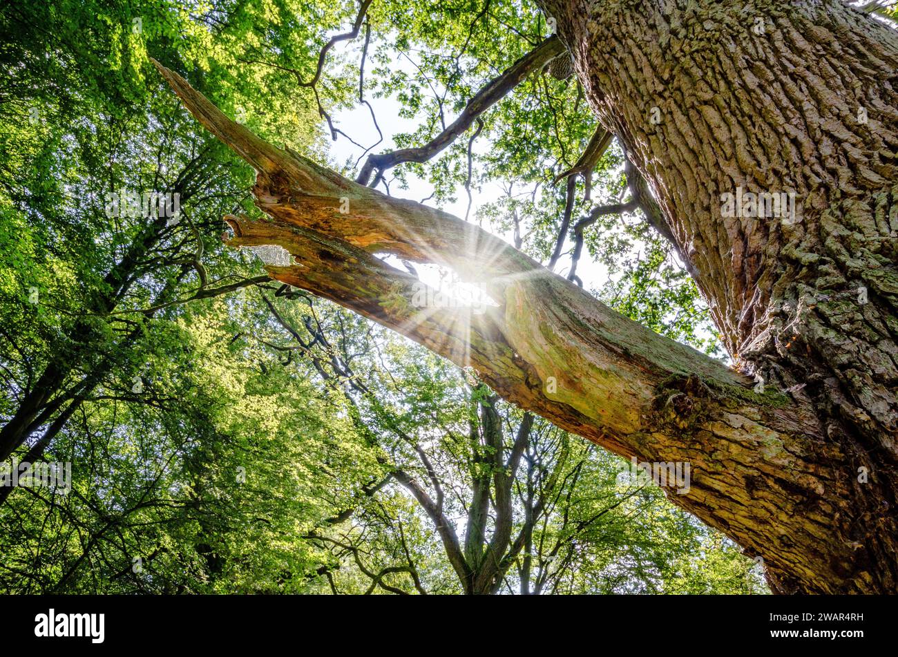 Old broken branch in backlight with sun star Stock Photo - Alamy