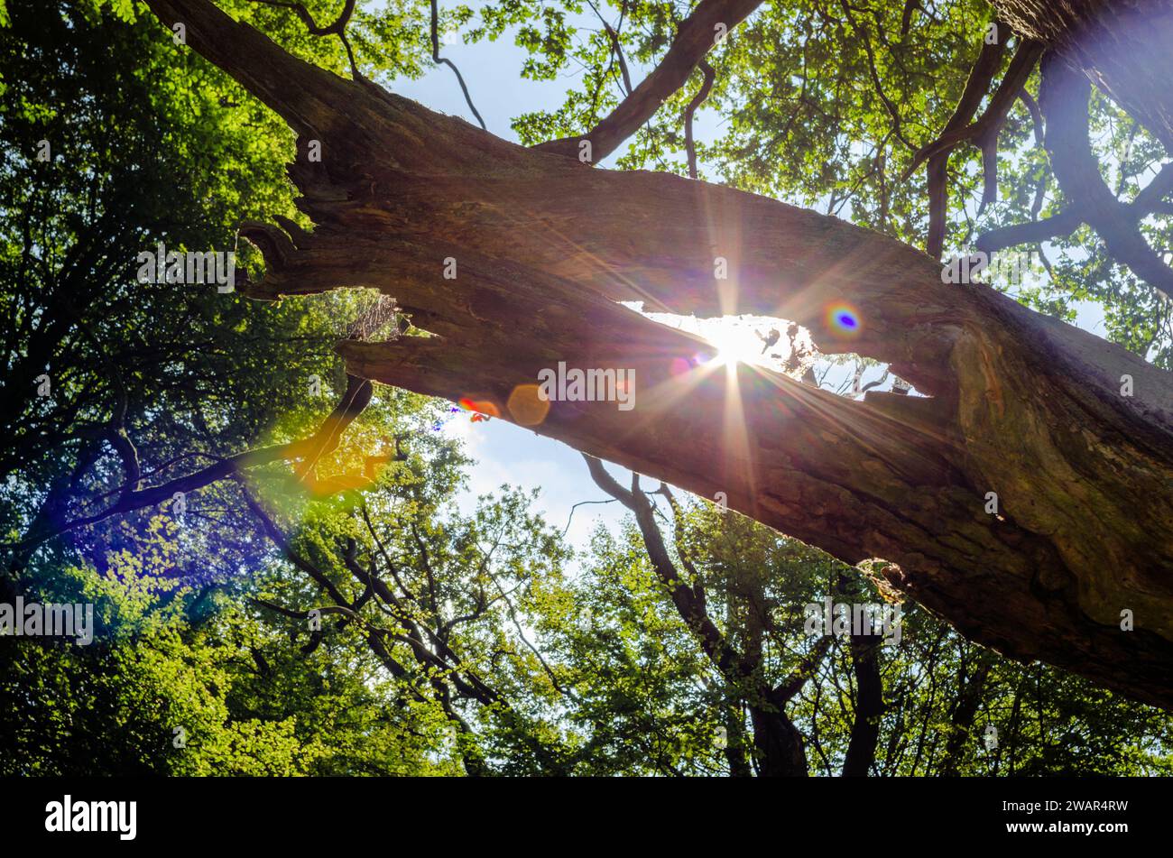 Old broken branch in backlight with sun star Stock Photo - Alamy