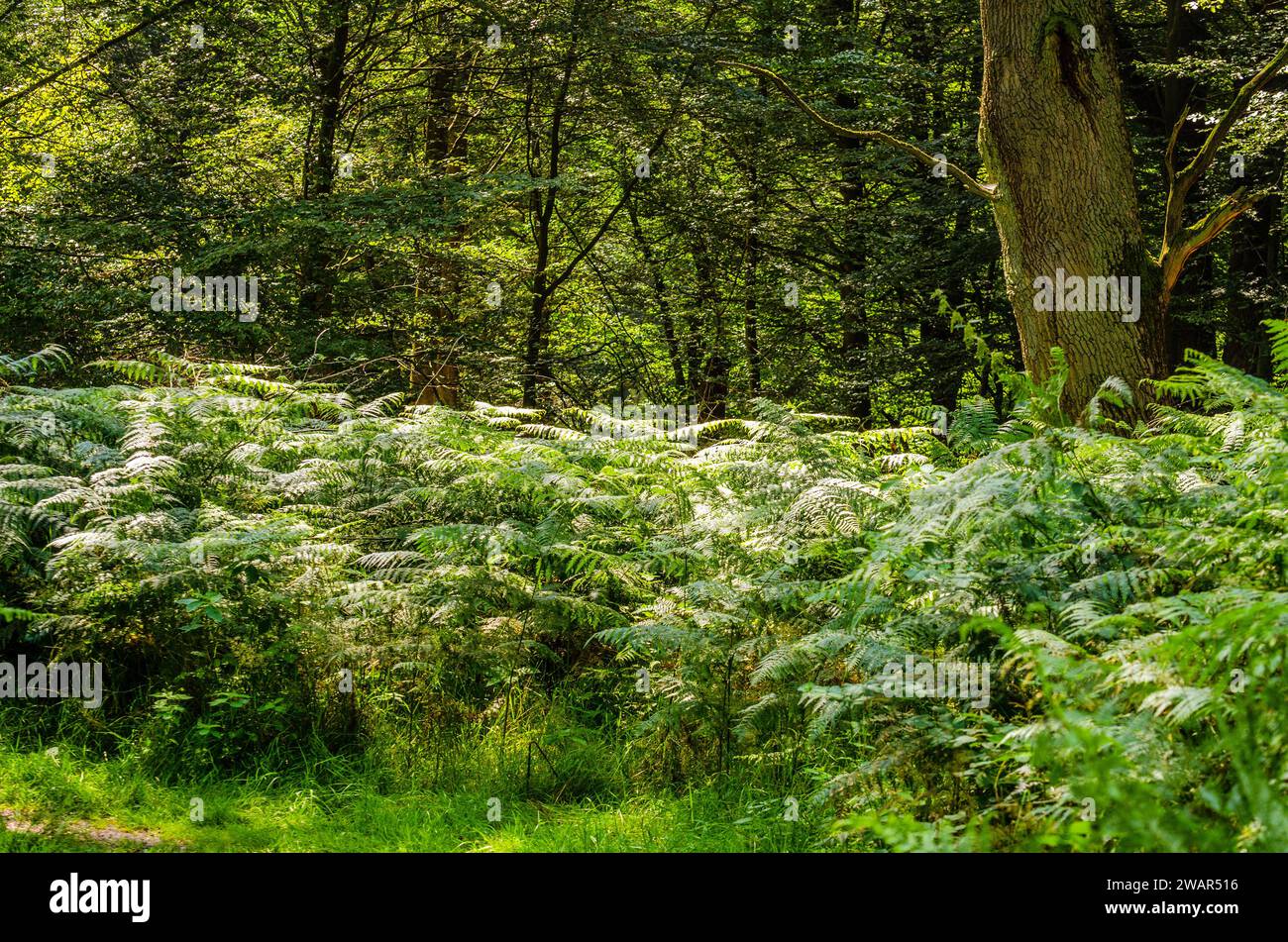 Forest floor covered with ferns in the Saba jungle, Germany Stock Photo ...
