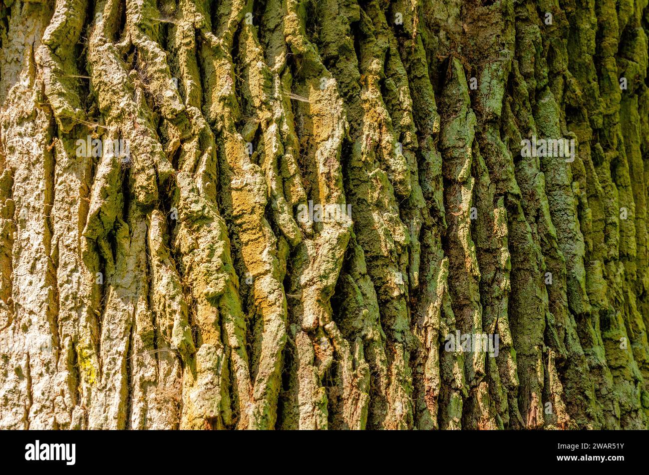 Close-up of a tree bark - oak trunk in the Saba jungle, Germany Stock ...