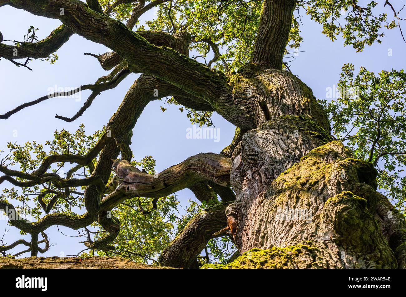 Old gnarled oak trunk in the Saba jungle, Germany Stock Photo - Alamy