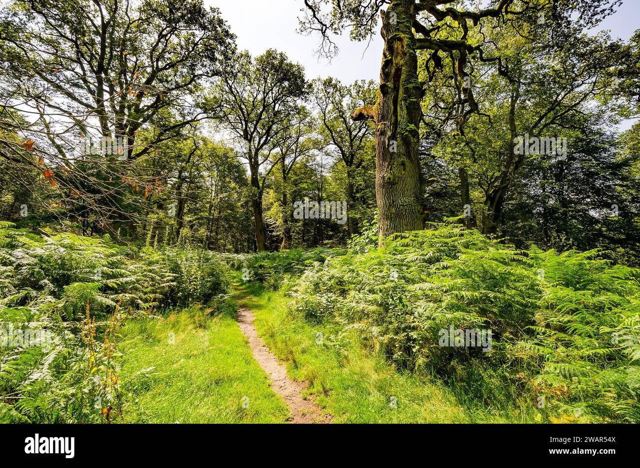 Forest clearing with hiking trail, Sababurg primeval forest - Germany ...