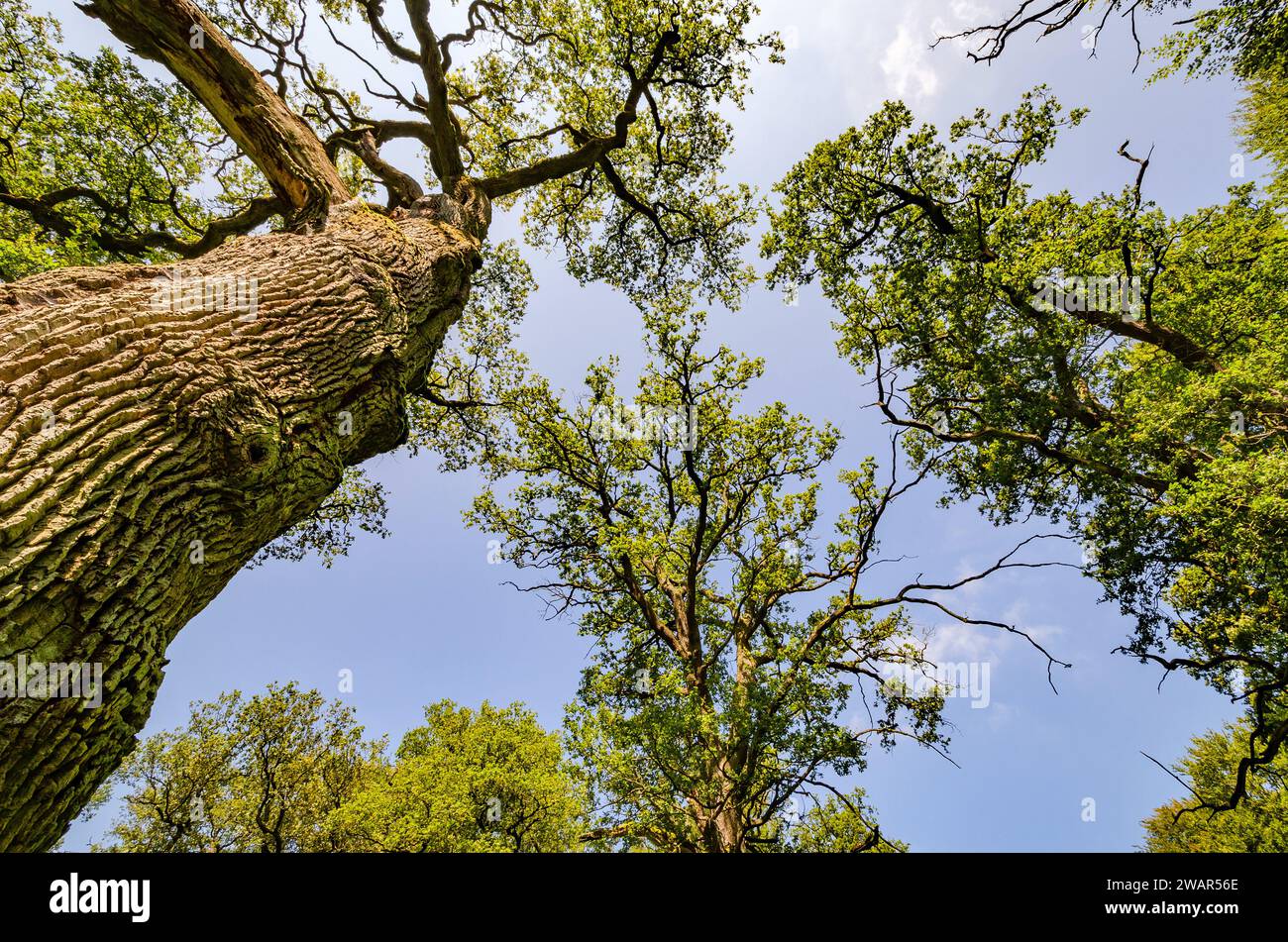 Old oak trunk gnarled mossy hi-res stock photography and images - Alamy
