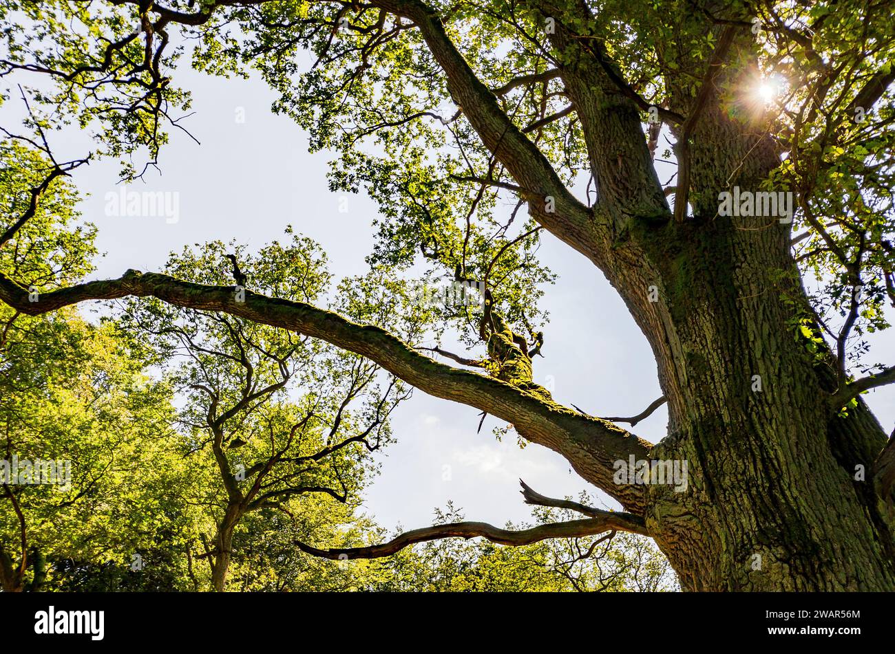 Sabaurwald hi-res stock photography and images - Alamy