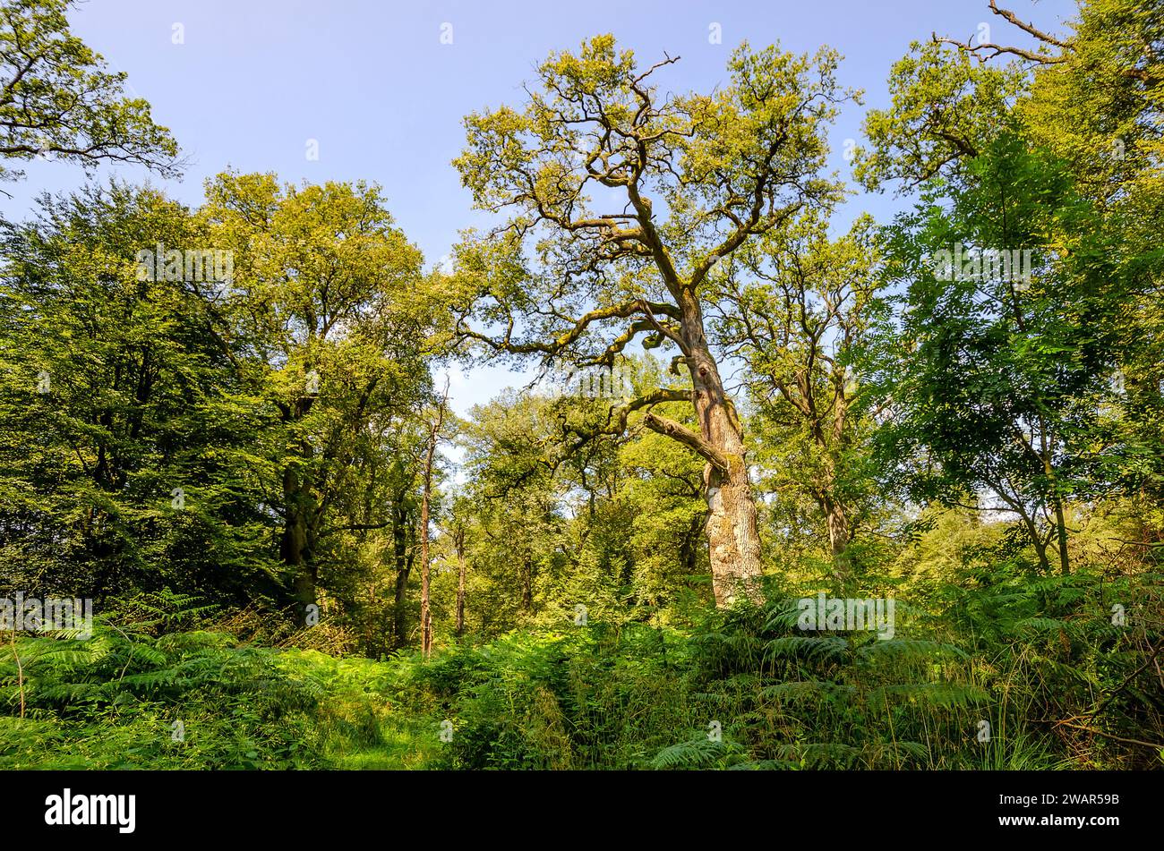 Sabaurwald hi-res stock photography and images - Alamy