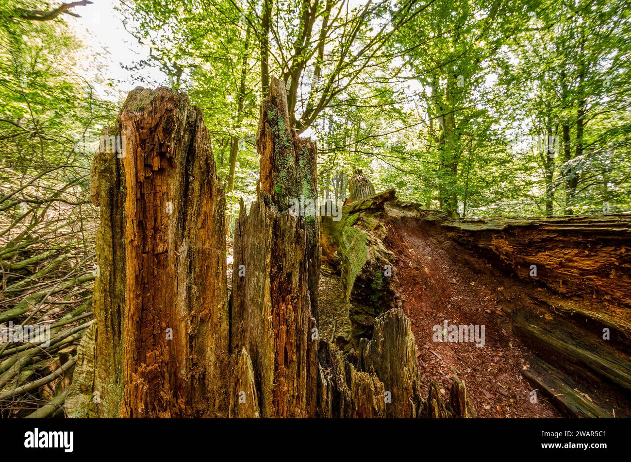 Weathered deadwood, Sababurg primeval forest - Germany Stock Photo - Alamy