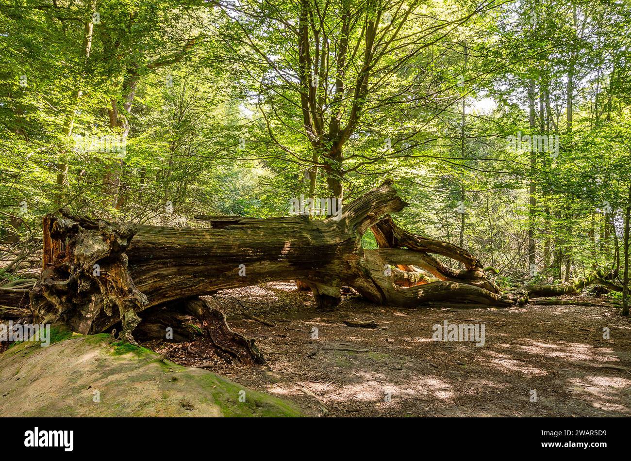 Old fallen tree hi-res stock photography and images - Alamy