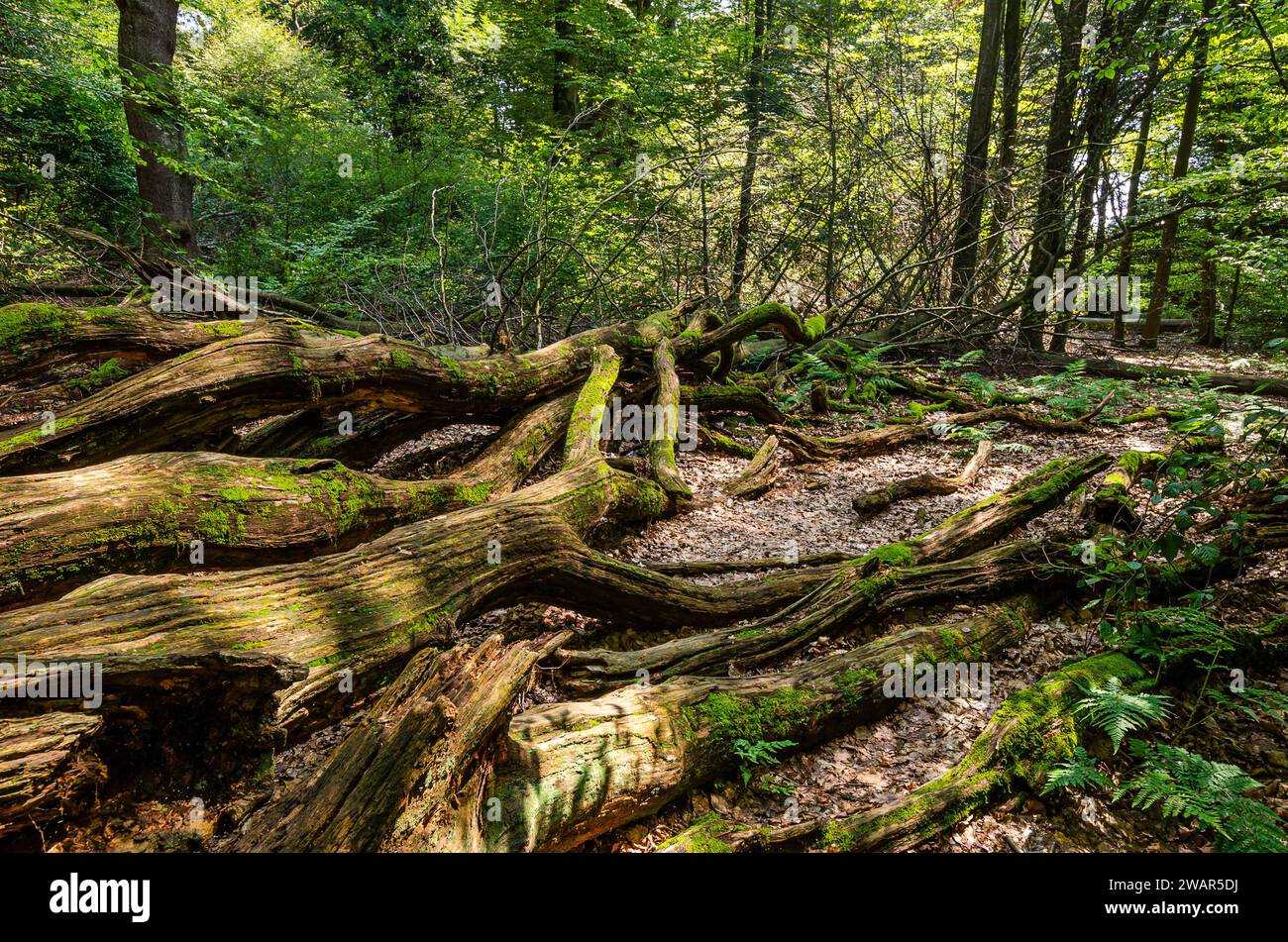 Weathered deadwood, Sababurg primeval forest - Germany Stock Photo - Alamy