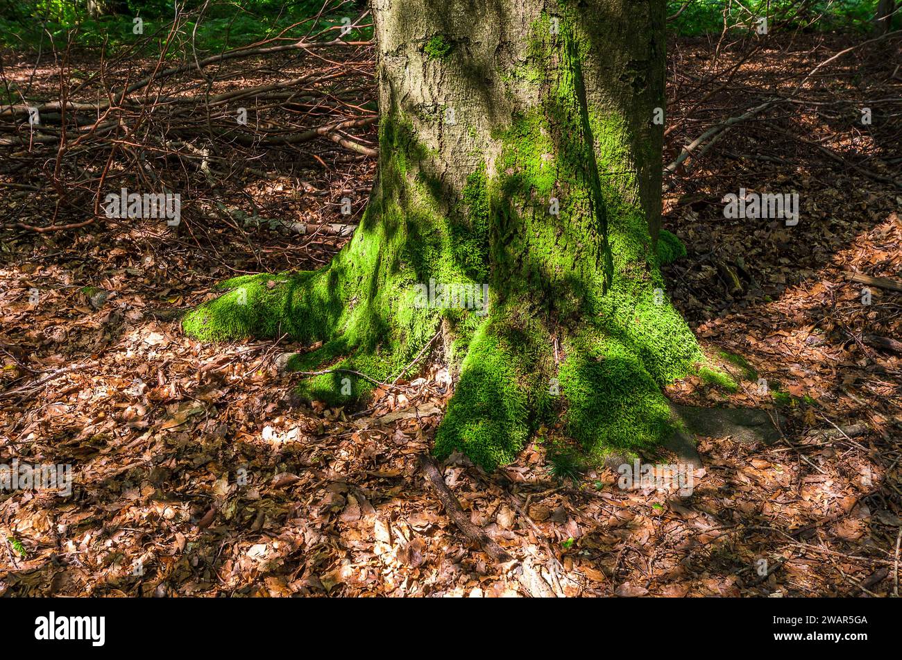 Mossy roots hi-res stock photography and images - Alamy
