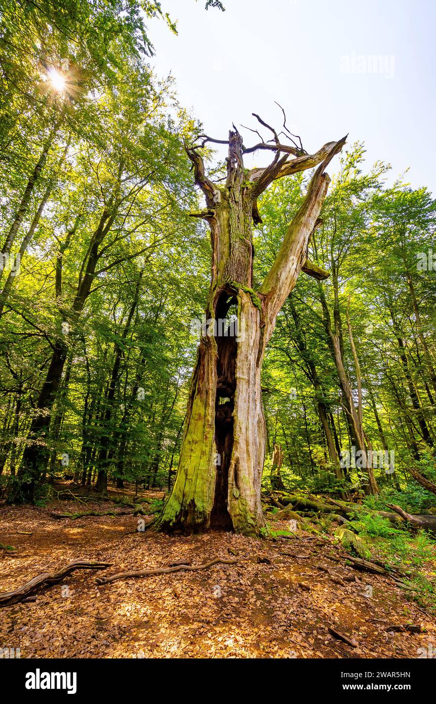 Ancient dead tree hi-res stock photography and images - Alamy