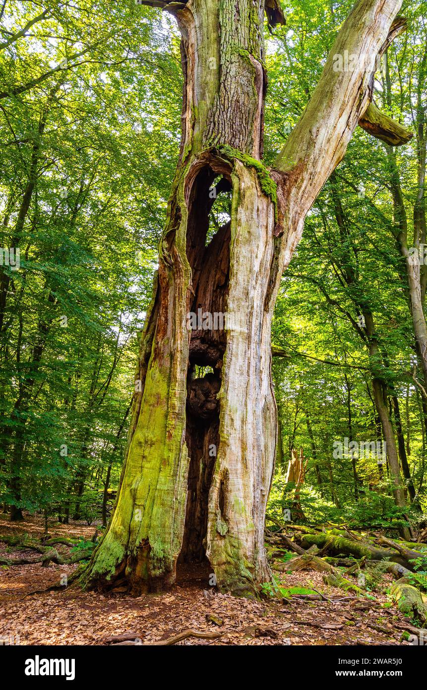 Ancient tree protection hi-res stock photography and images - Alamy