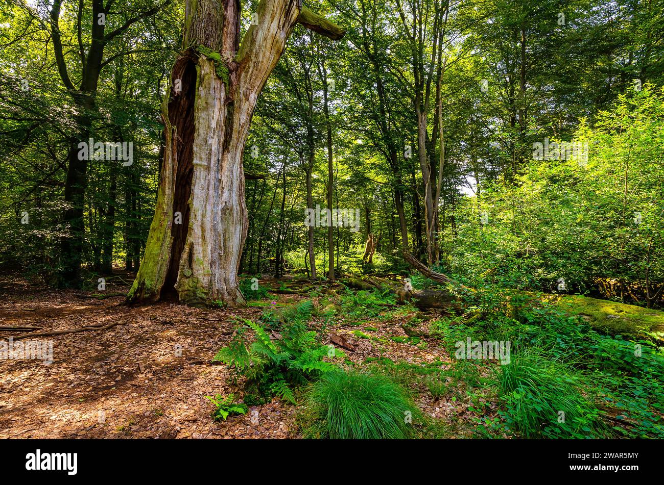 Ancient dead tree trunk - Sababurg primeval forest, Germany Stock Photo ...