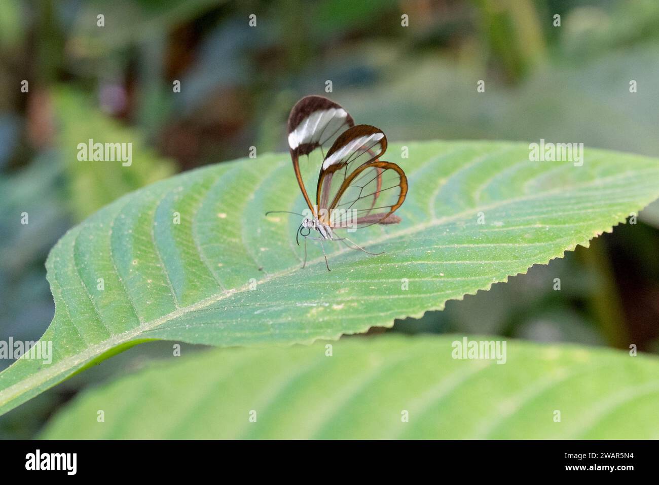 Glass winged bird episcada salvina hi-res stock photography and images ...