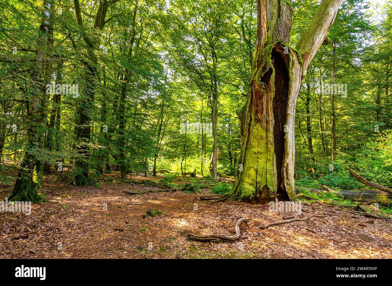 Ancient dead tree trunk - Sababurg primeval forest, Germany Stock Photo ...