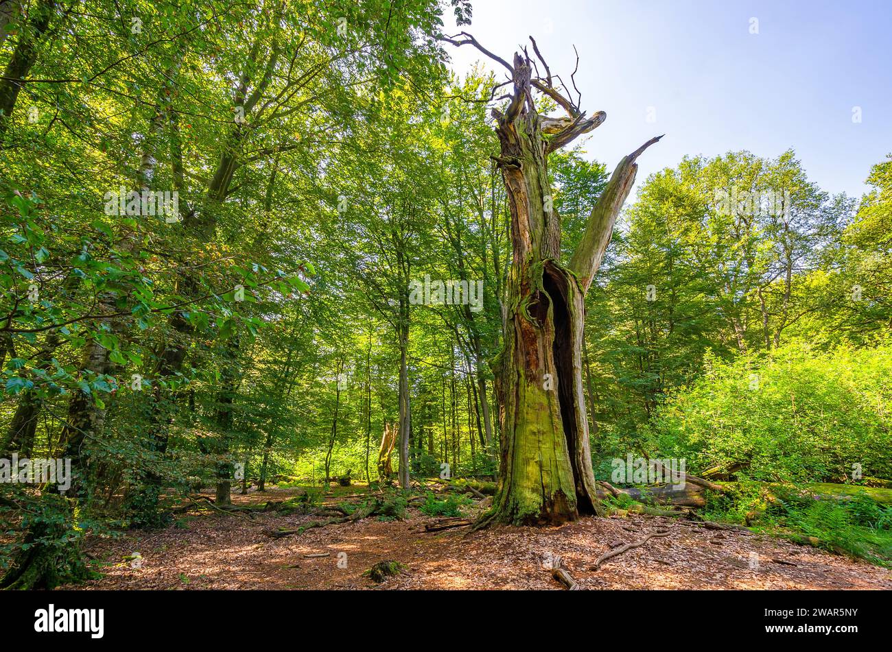 Ancient dead tree trunk - Sababurg primeval forest, Germany Stock Photo ...