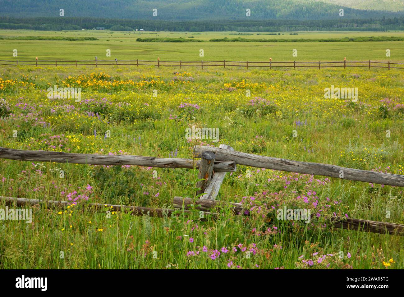 Wildflower meadow with fence hi-res stock photography and images - Alamy