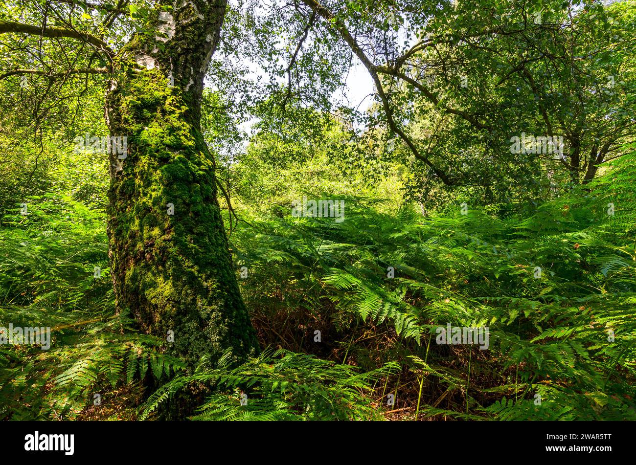 Mossy birch hi-res stock photography and images - Alamy
