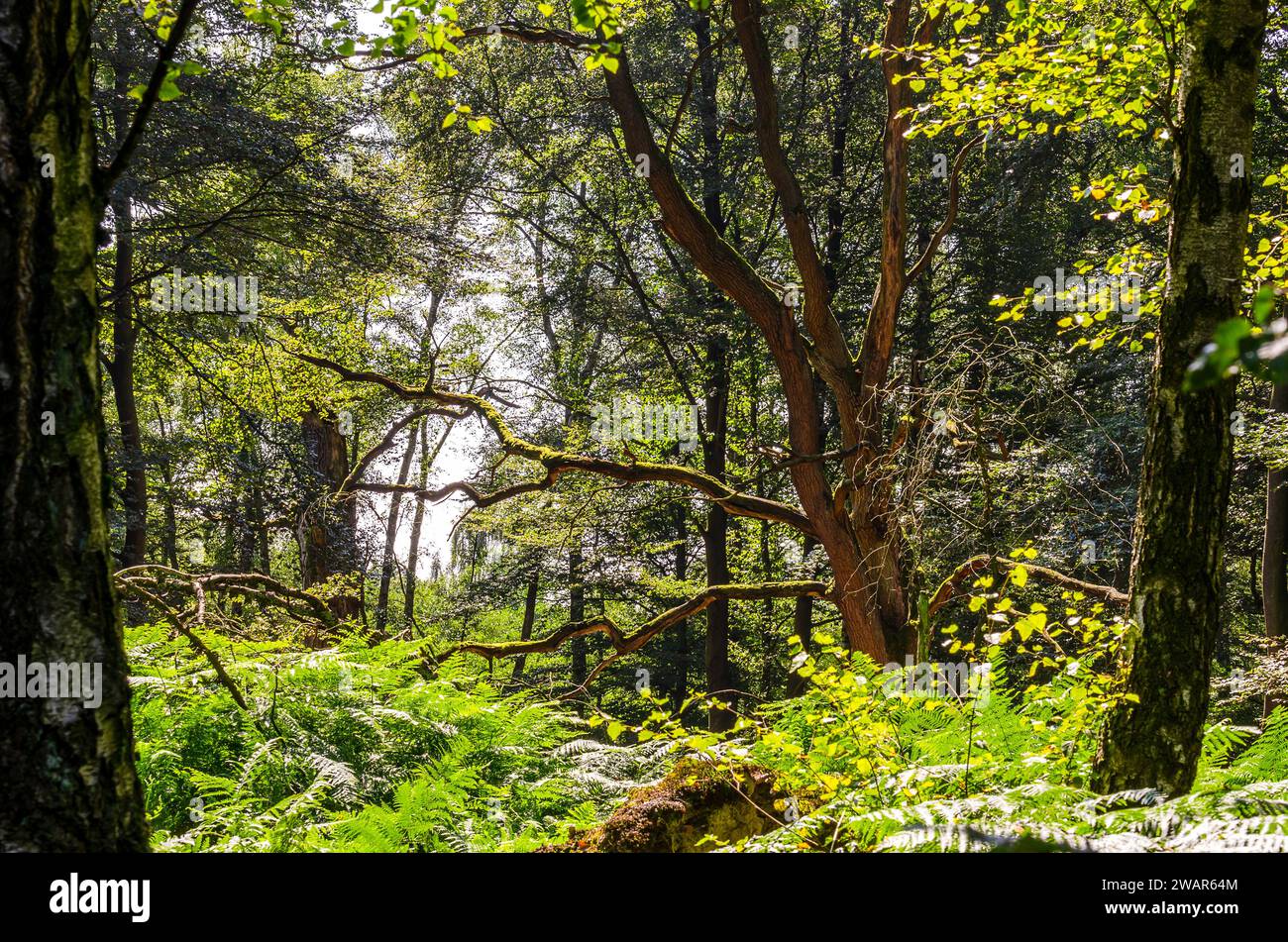 Rustic forest landscape - Sababurg primeval forest, Germany Stock Photo ...