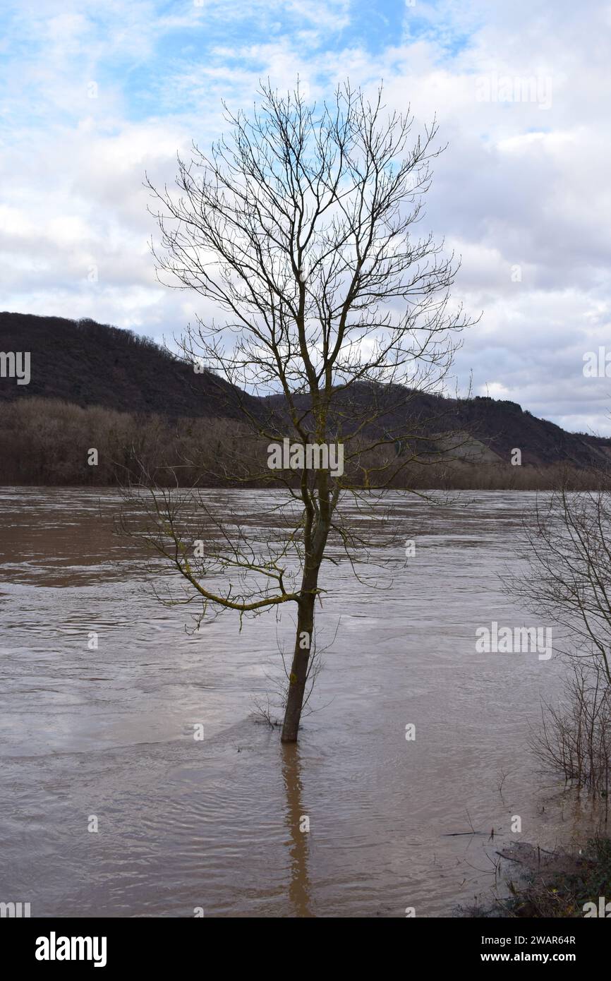 bold trees in the Rhine flood Stock Photo - Alamy