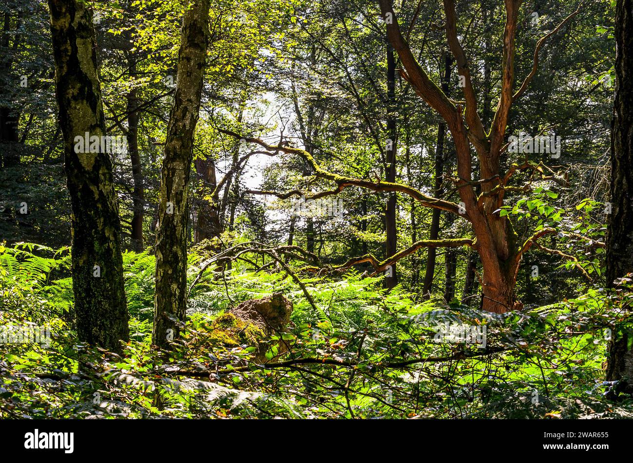 Primeval landscape hi-res stock photography and images - Alamy