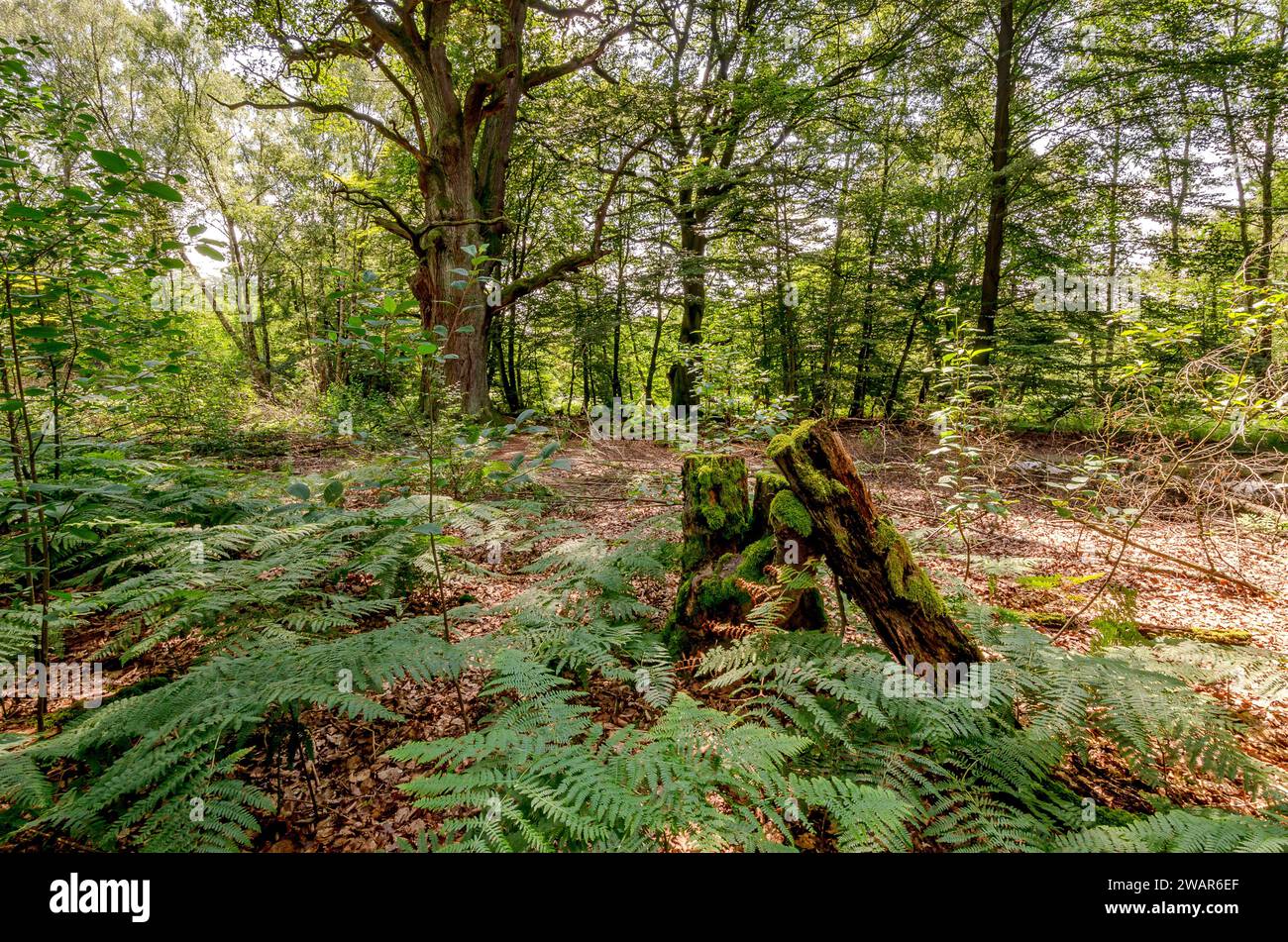 Forest clearing with ferns and deadwood, Sababurg primeval forest ...