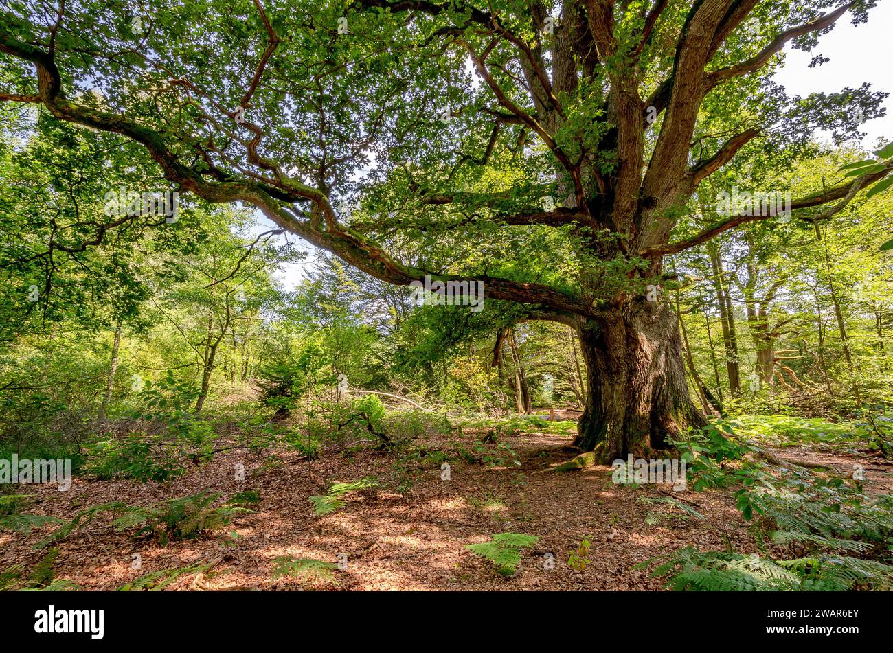 Ancient oak in the Sababurg primeval forest - Hesse, Germany Stock ...